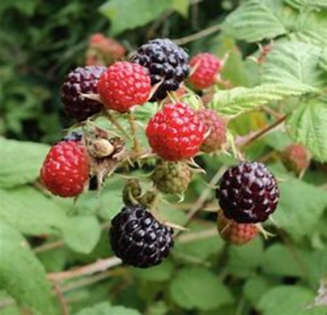 4 Old Fashioned Wild Black Raspberry Plants Ready to Plant Now Sweet ...