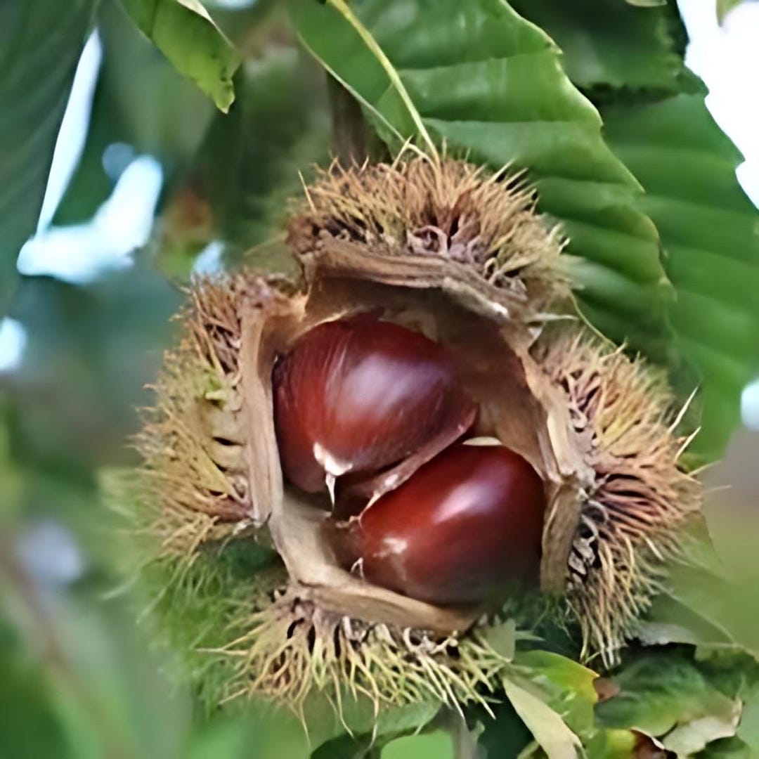 One Live Chinese CHESTNUT Tree 2ft Now Live Nut Tree Ready to Plant Now ...