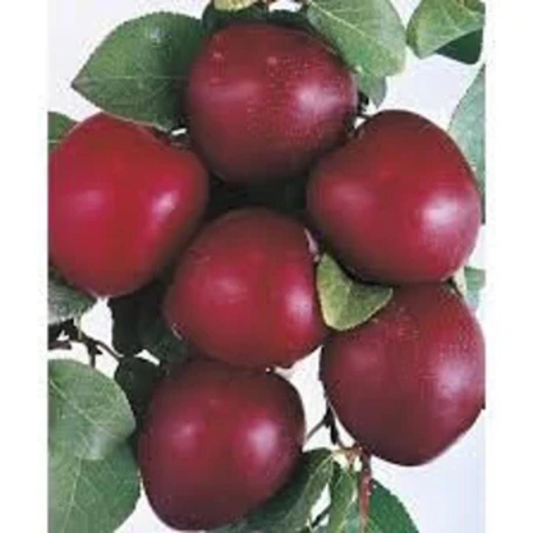 2 Live Methley PLUM Trees 2-3 Ft Tall Now Easy to Grow Abundant Sweet ...