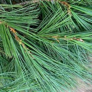10 Virginia Pine Trees Live Trees 1 Ft Tall - Etsy