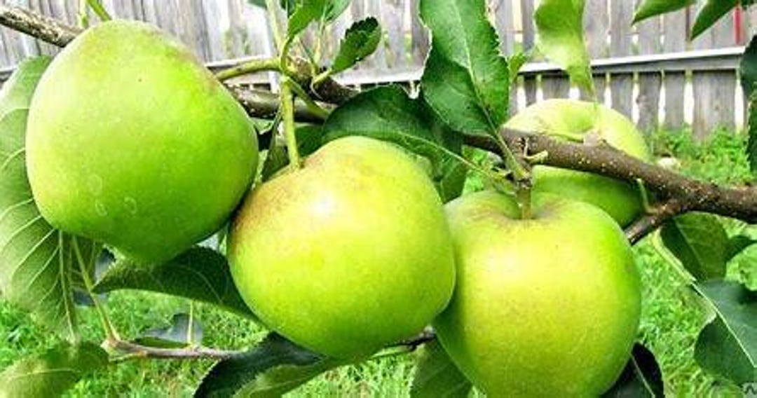 2 Mutsu Apple Trees 2ft Tall Live Apple Trees, Great Tasting! - Etsy