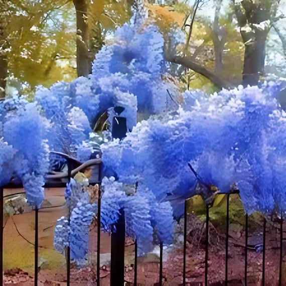 One Chinese BLUE Moon Wisteria Tree or Vine Deep Blue Cascades of Fragrant Blooms Stunning Etsy