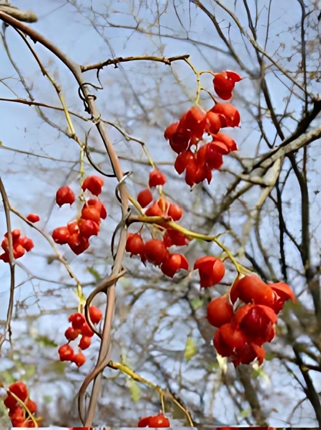 4 Live AMERICAN BITTERSWEET Plants 1-2ft Tall Autumn and Christmas ...