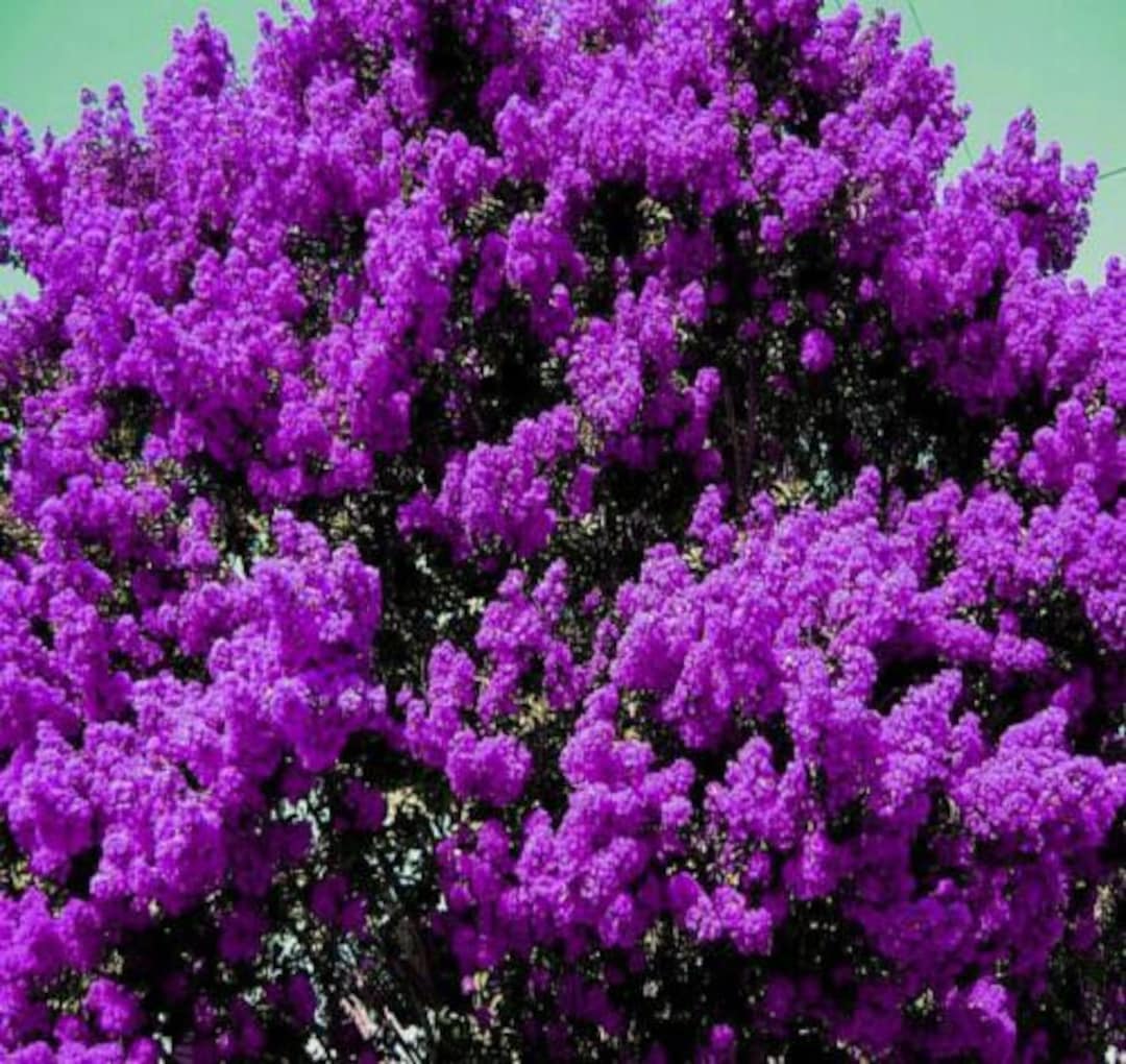 2 Purple Crape Myrtle Trees Shrubs 1-2 Ft Tall Deep PURPLE Blooms Fast ...