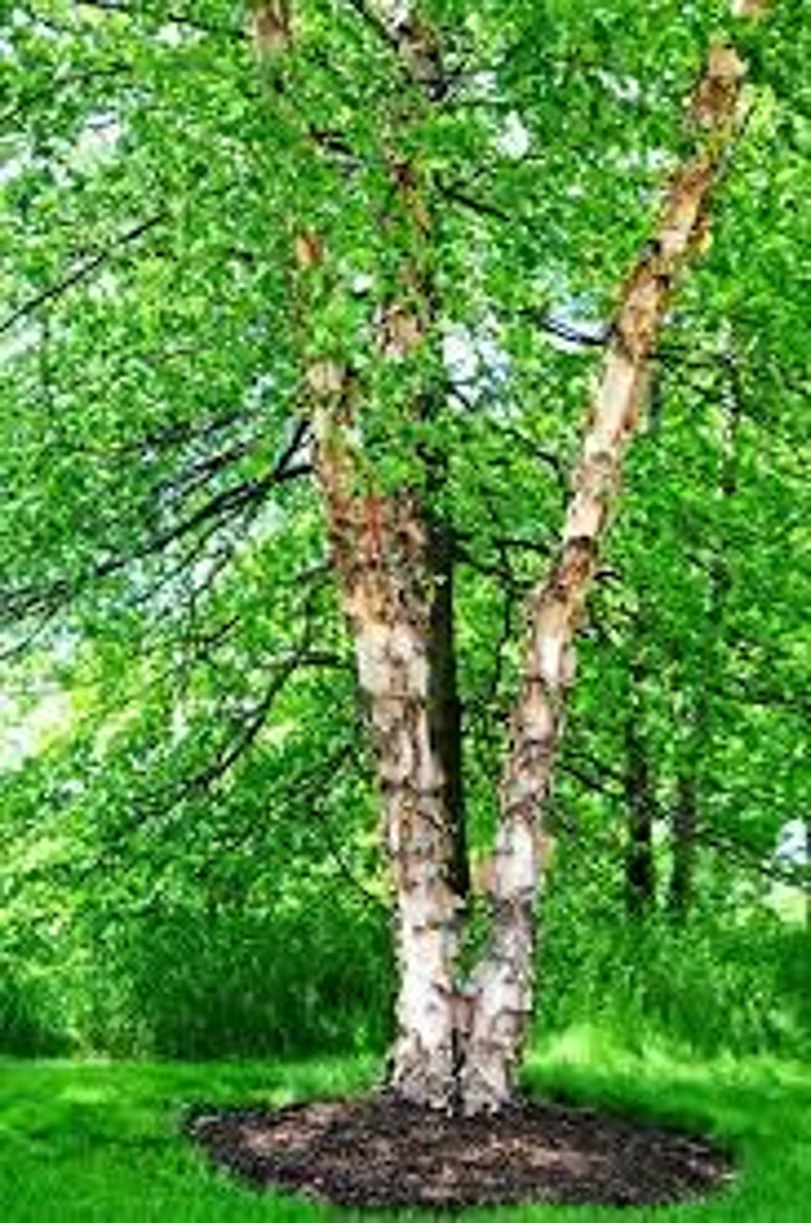 4 River Birch Trees 18 to 24 Inches Tall Live Trees - Etsy