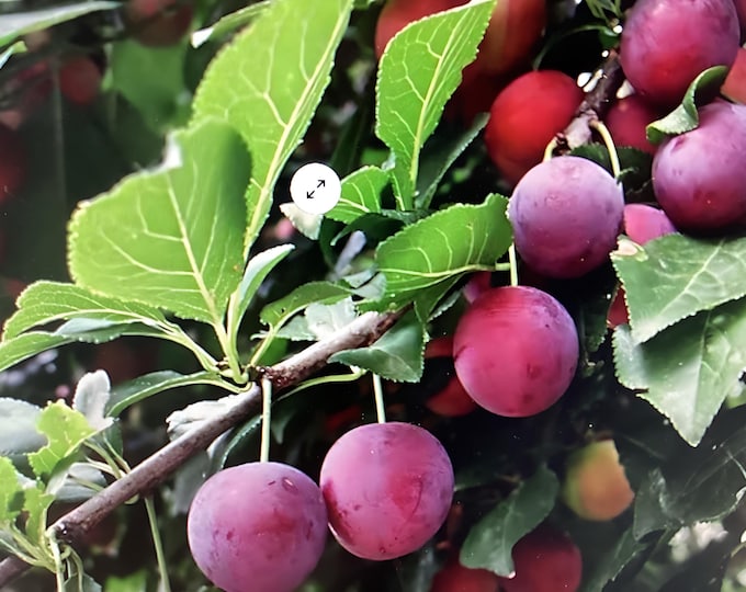 Santa Rosa Plum Tree 2ft Tall Now Ready to Plant Now Delicious Plum ...
