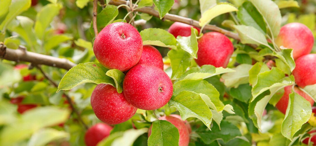 2 Red Delicious Apple Trees Live Plants Landscaping Plants Fruit Trees ...