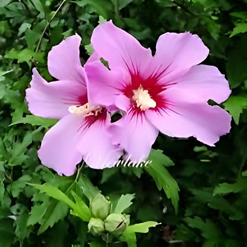 Rose of Sharon Tree - Etsy