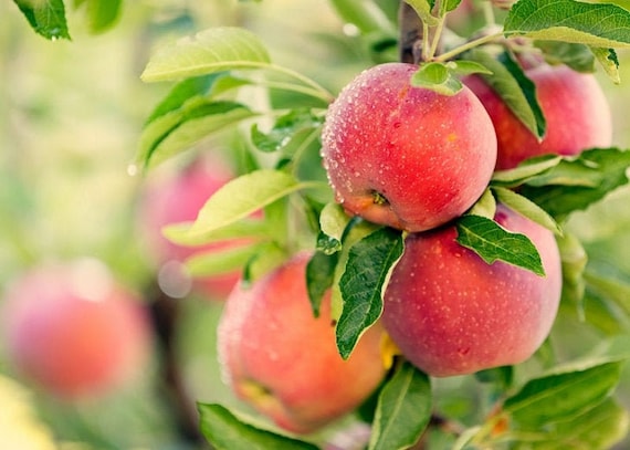 Semi Dwarf Fruit Tree