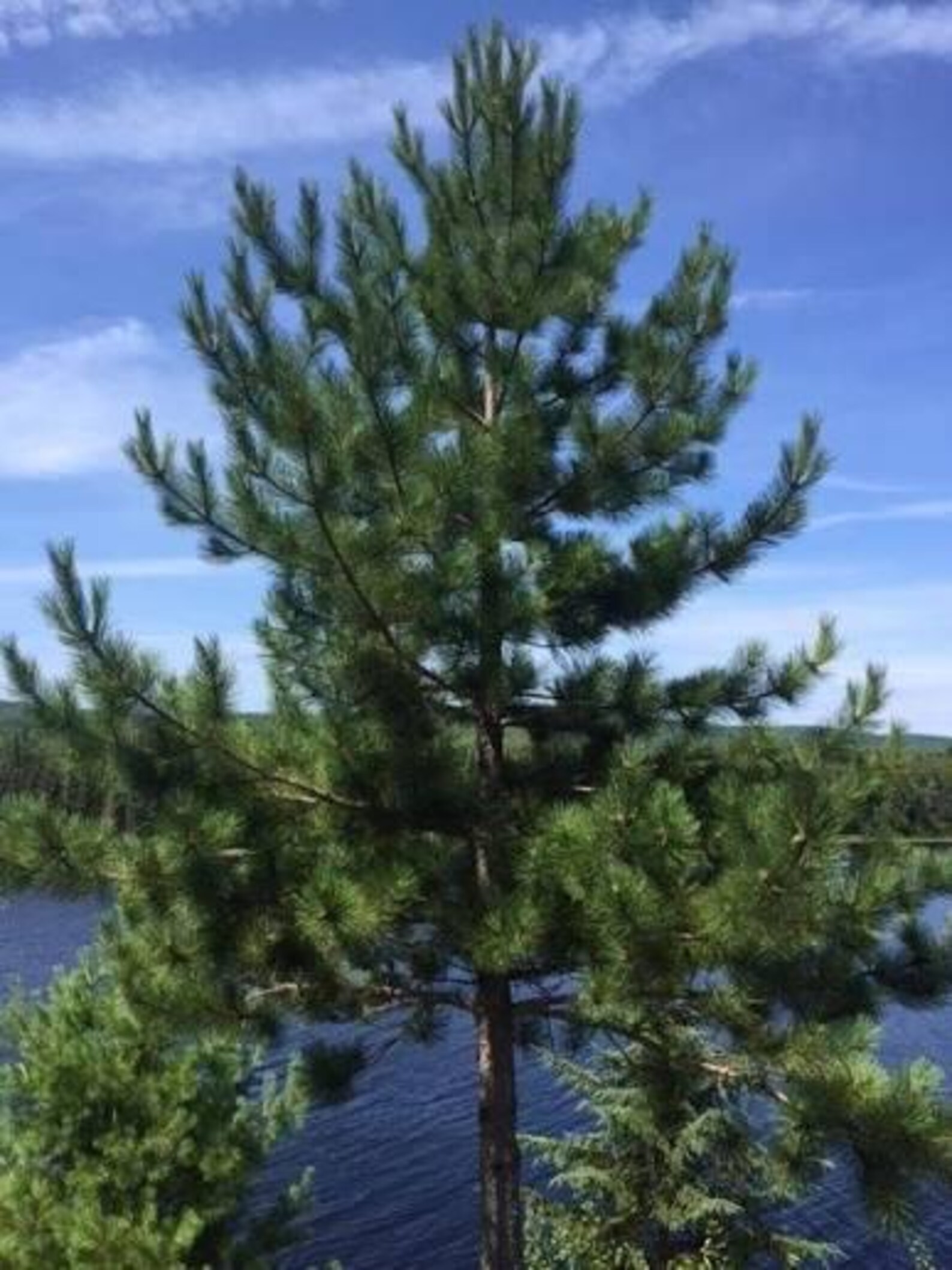 3 Red Pine Trees 12–20 Inches Tall Bare Root • Hardy Evergreen Tree ...