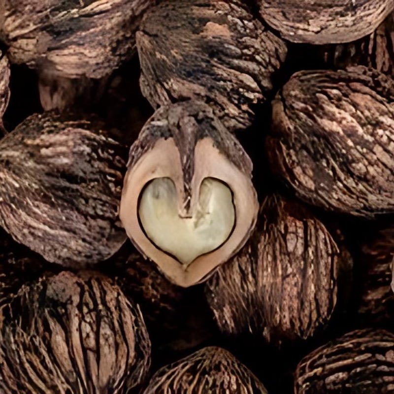 Black Walnut Shells - Etsy