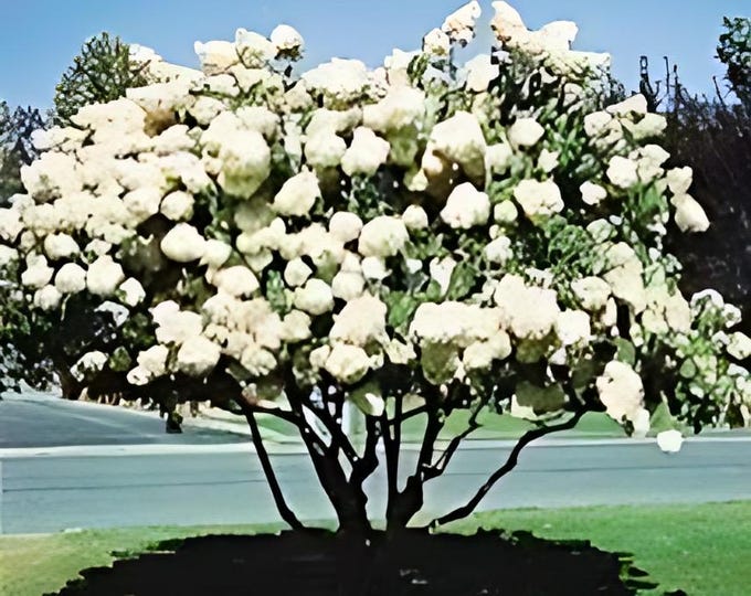 Pee Gee Hydrangea Paniculata Live Plant Perennial Shrub Etsy