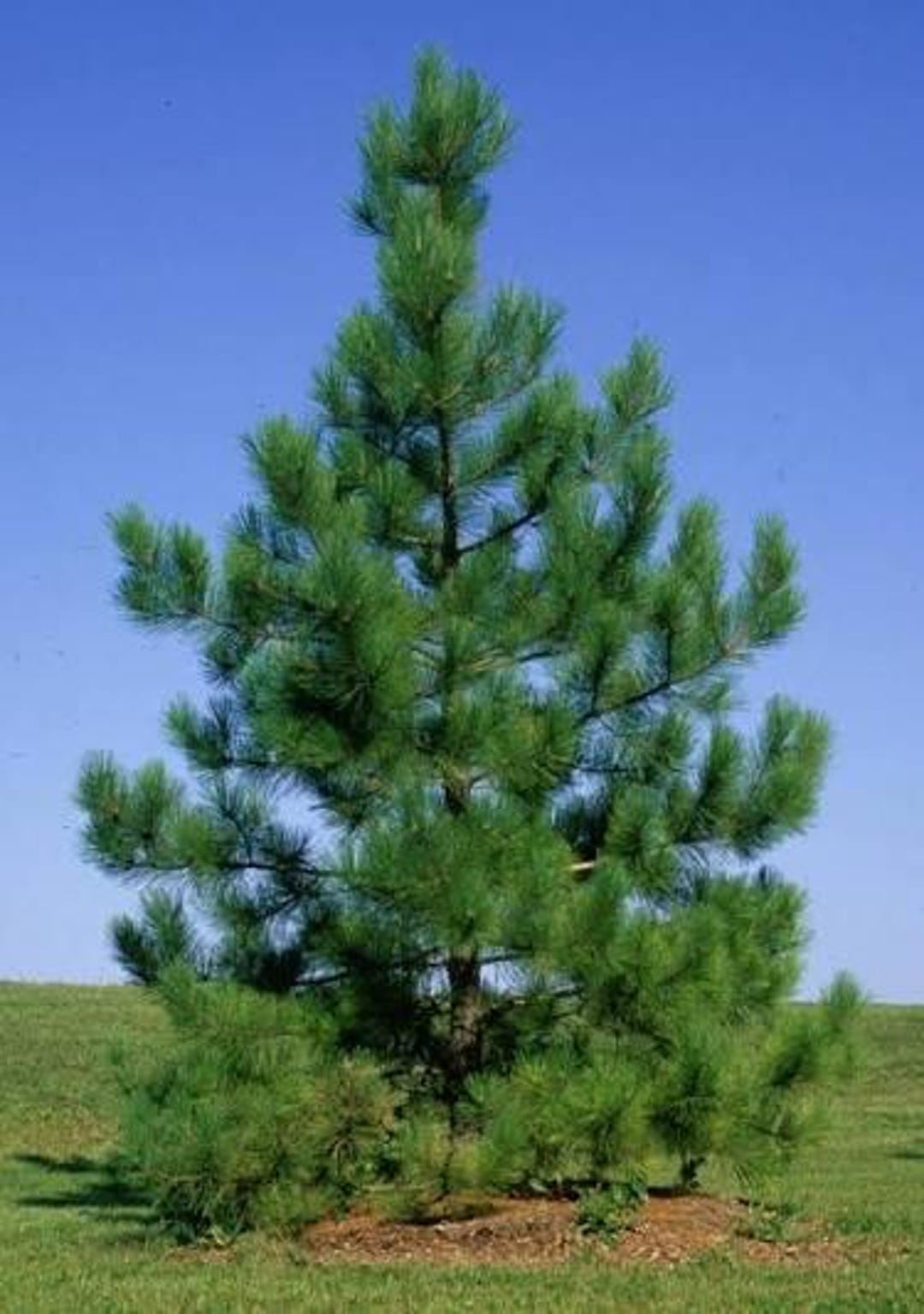 3 Red Pine Trees 12–20 Inches Tall Bare Root • Hardy Evergreen Tree ...