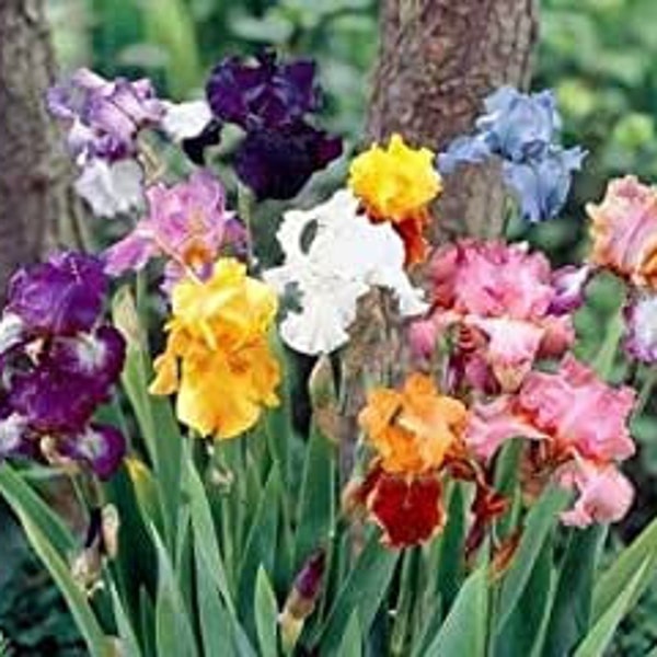 Iris - Etsy