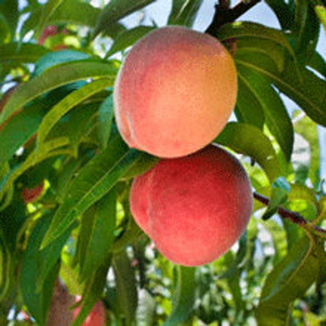 2 Live Contender Peach Trees 2 Ft Tall Now Cold Hardy Variety Yellow ...