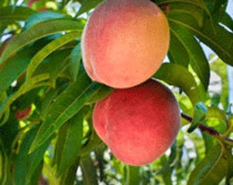 Red Baron Peach Tree - Etsy