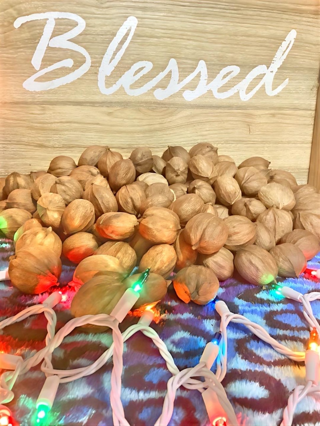 1 Pound Junbo Huge Indiana Hickory Nuts in Shell, Picked Fresh This ...