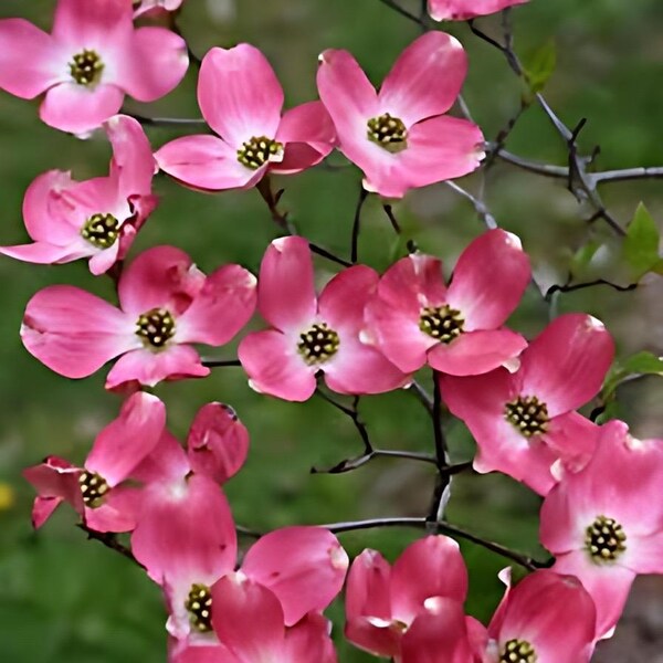 Red Dogwood Tree - Etsy