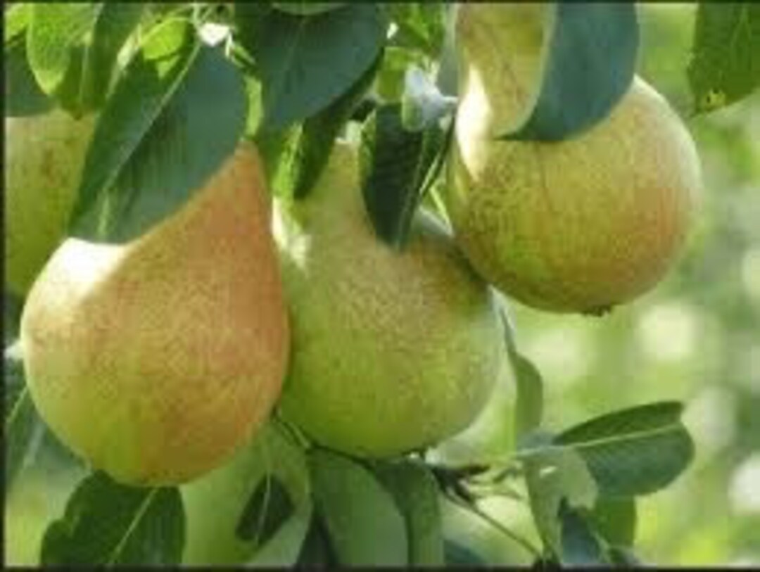 2 Live AYERS Sugar Pear Trees 2-3ft Tall Now Ready to Plant Old ...