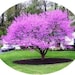 8 Beautiful Redbud Tree Cuttings Live Trees Blooms Fall Color Spring ...