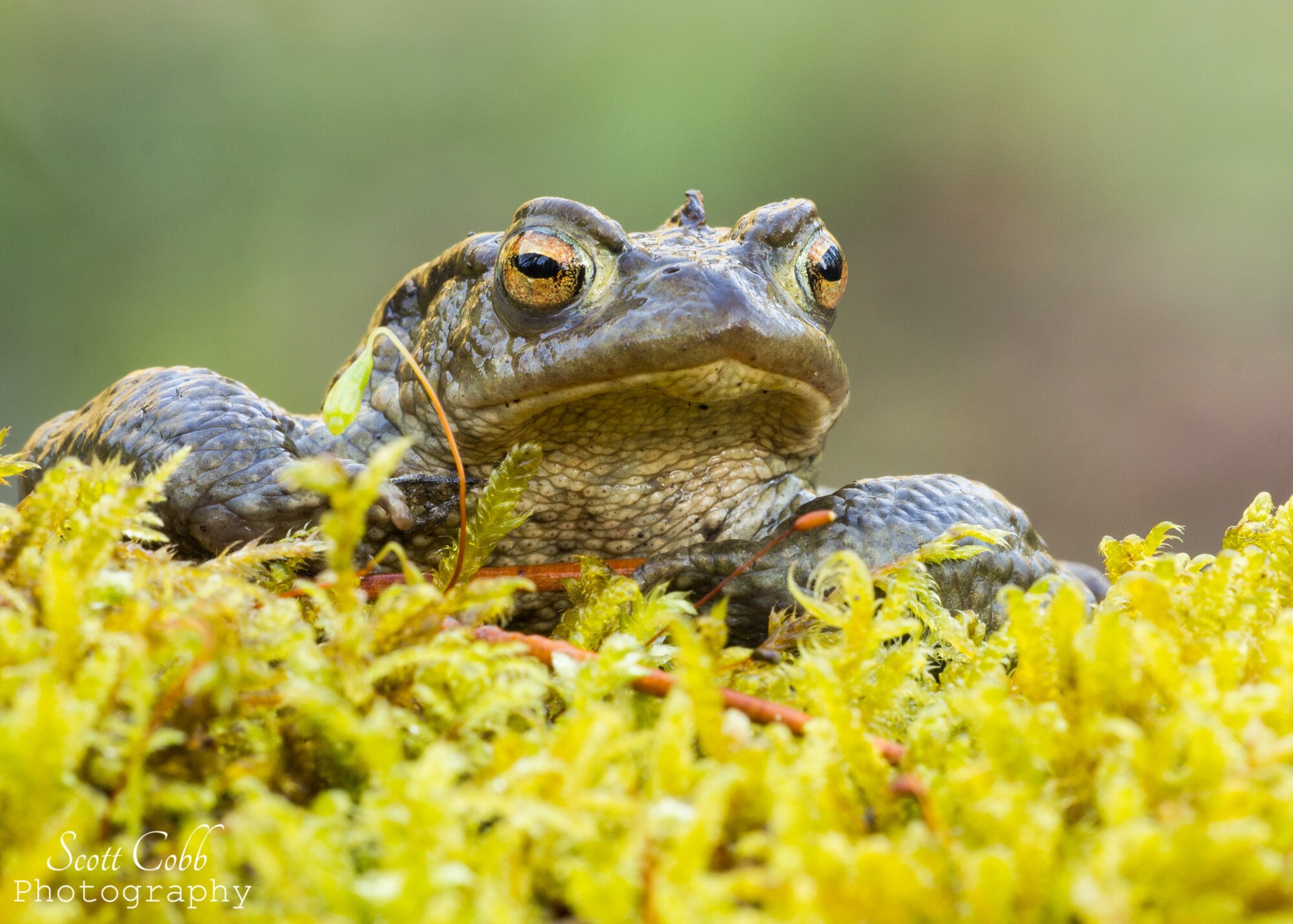 Grumpy Face Common Toad Photo Print Ready Mounted 10x8 Inches - Etsy