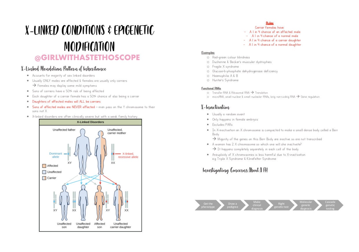 Genetics Notes Bundle - Etsy