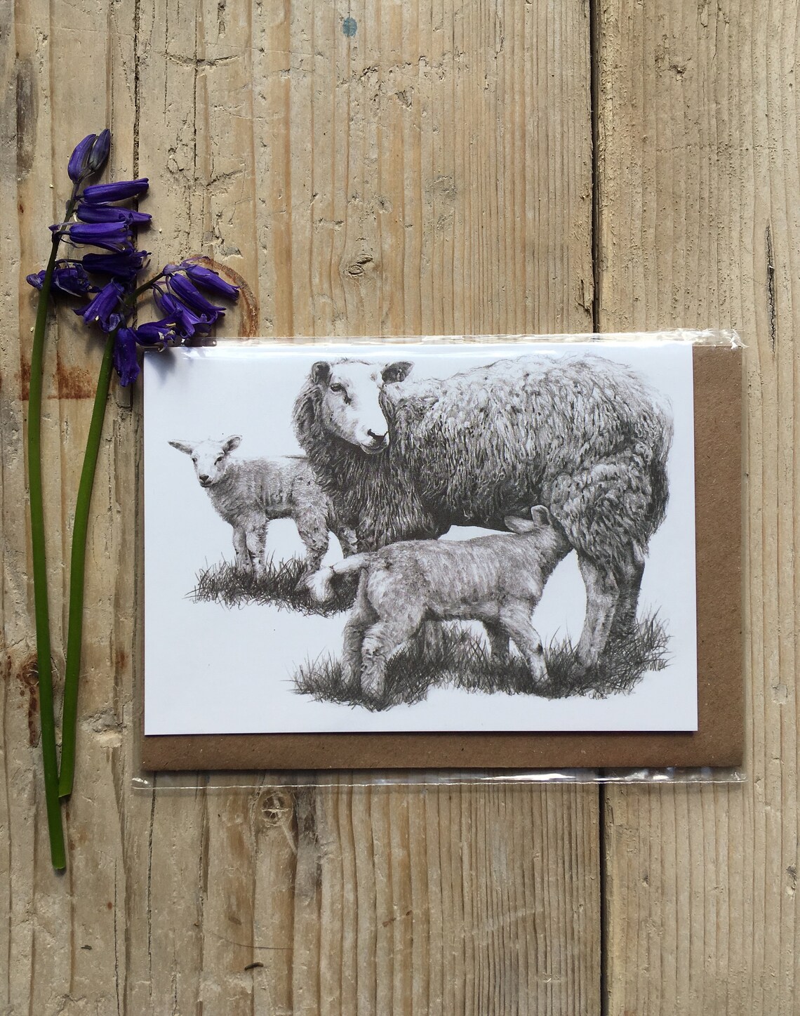 Sheep 'watchful Eye' A6 Blank Greeting Card/sheep Gifts/sheep Greeting ...
