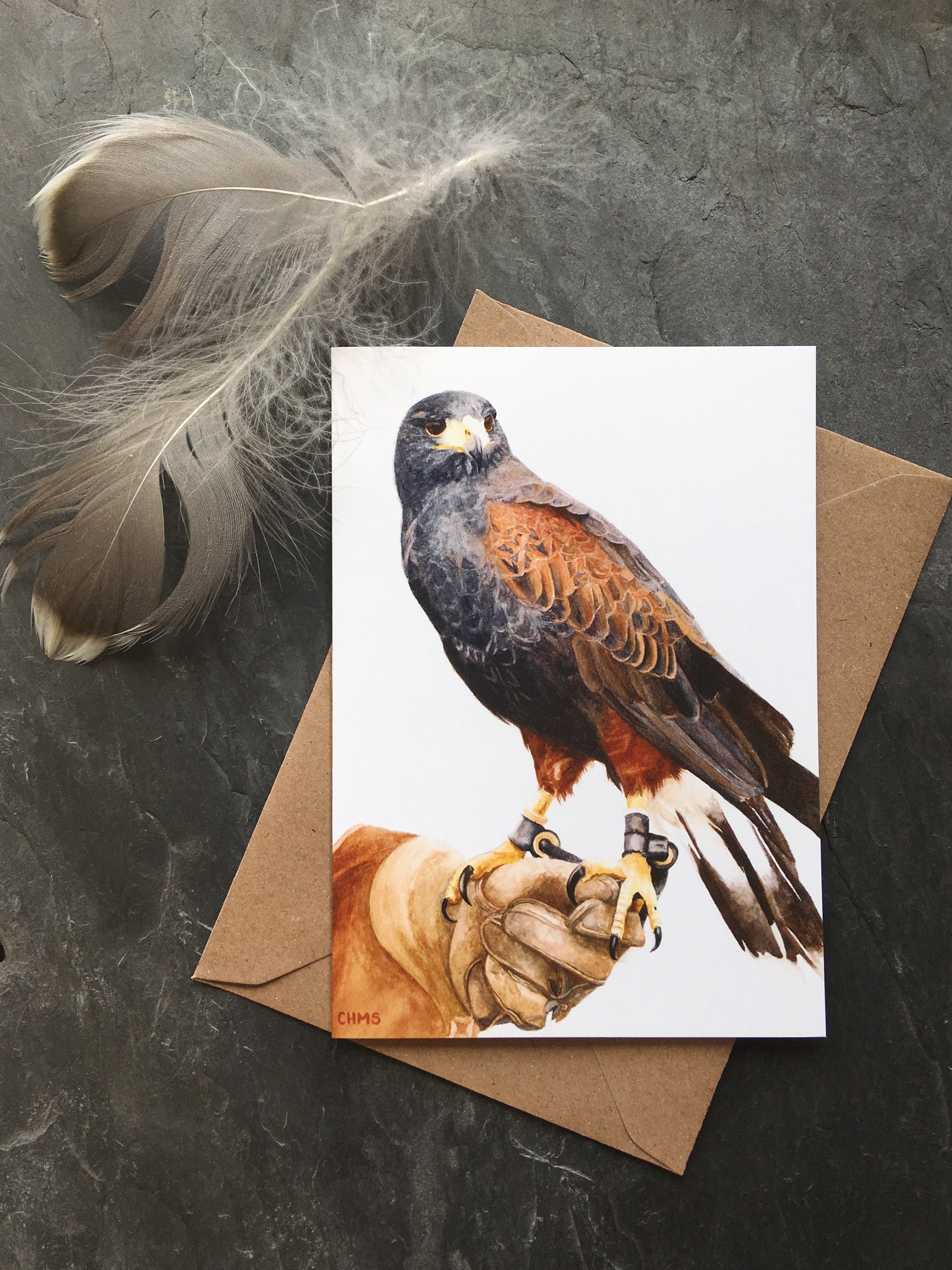 Harris Hawk Bird of Prey A6 Greeting Card/falconry/bird of Prey ...