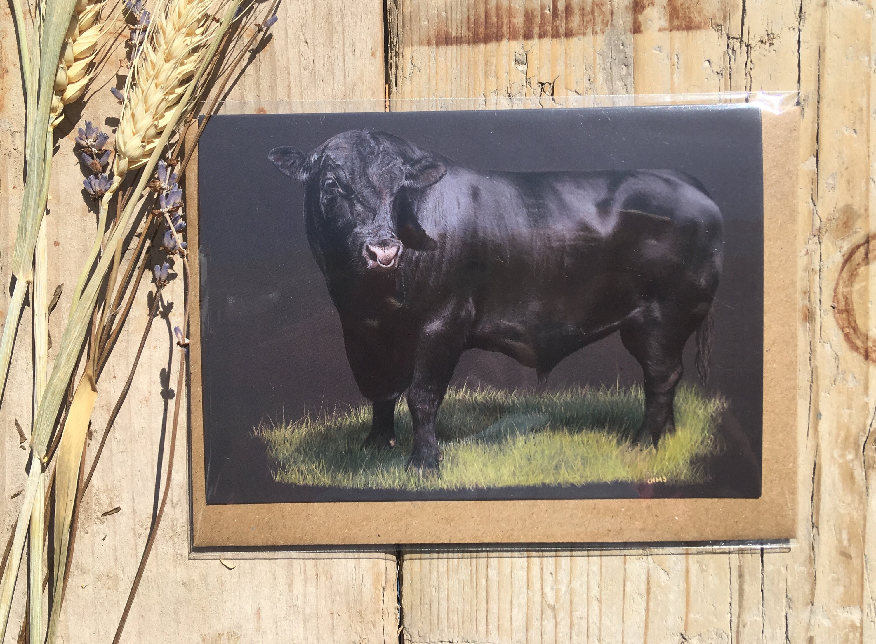 Aberdeen Angus 'progress' A6 Blank Greeting Card/aberdeen Angus ...