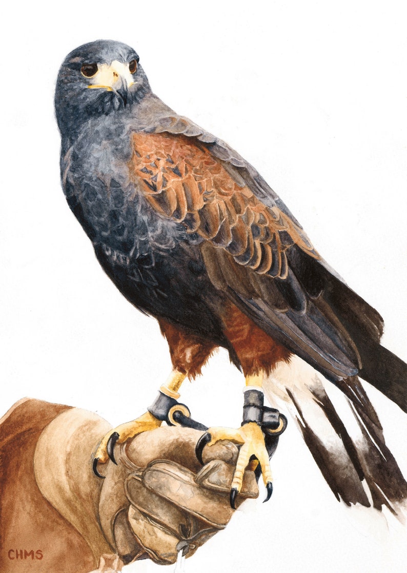 Harris Hawk Bird of Prey A6 Greeting Card/falconry/bird of Prey ...