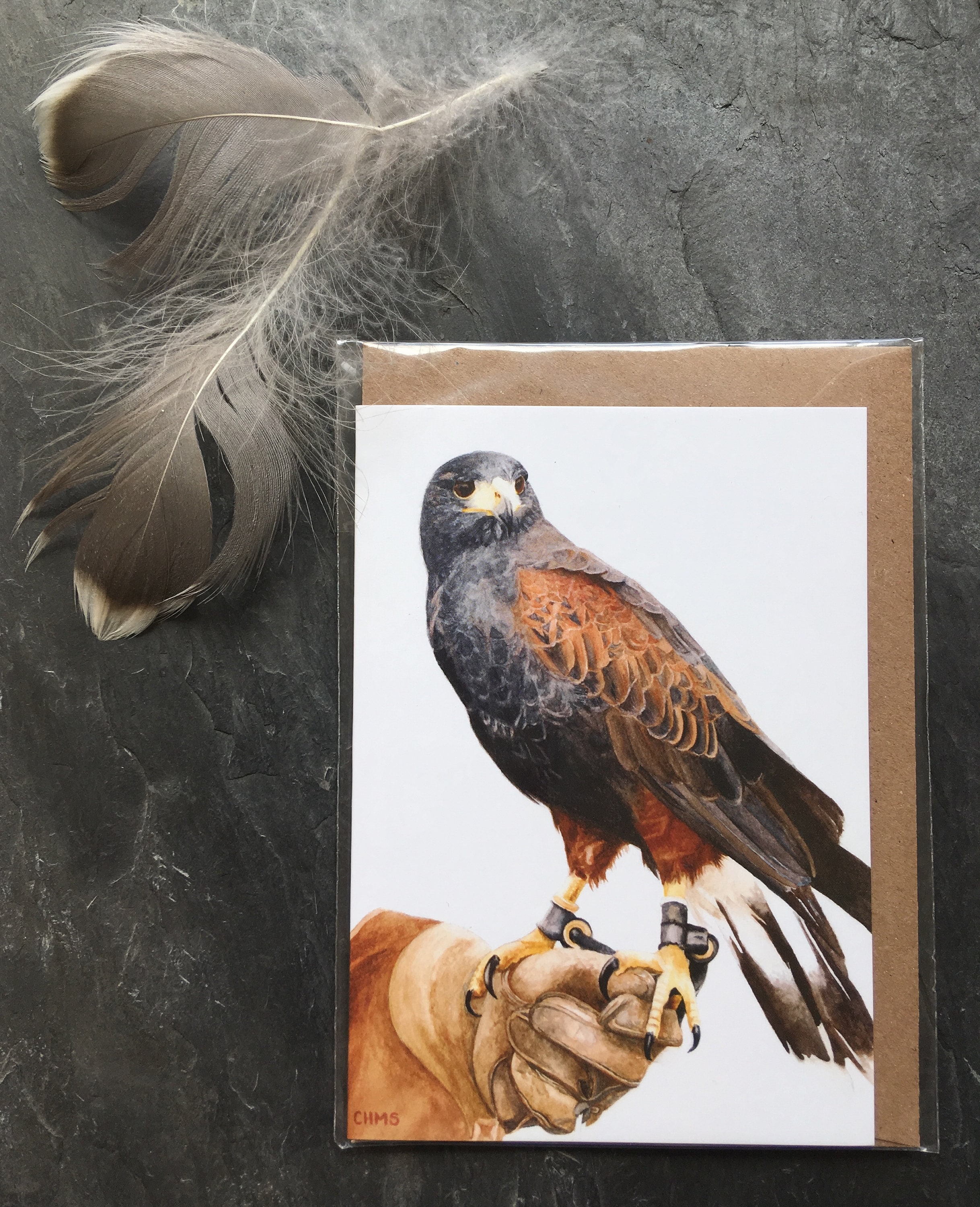 Harris Hawk Bird of Prey A6 Greeting Card/falconry/bird of Prey ...