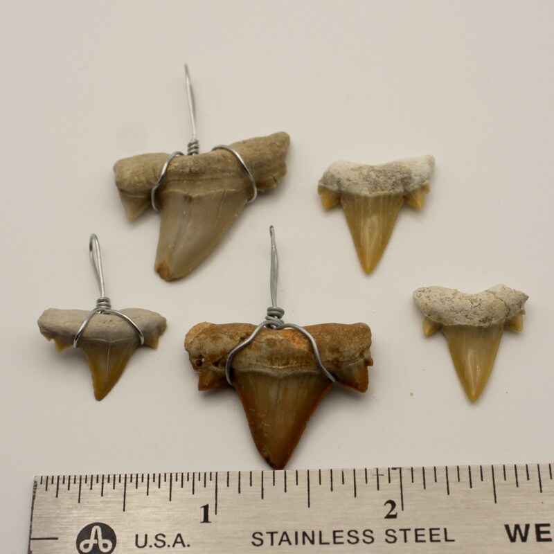 Shark Tooth Display - Etsy