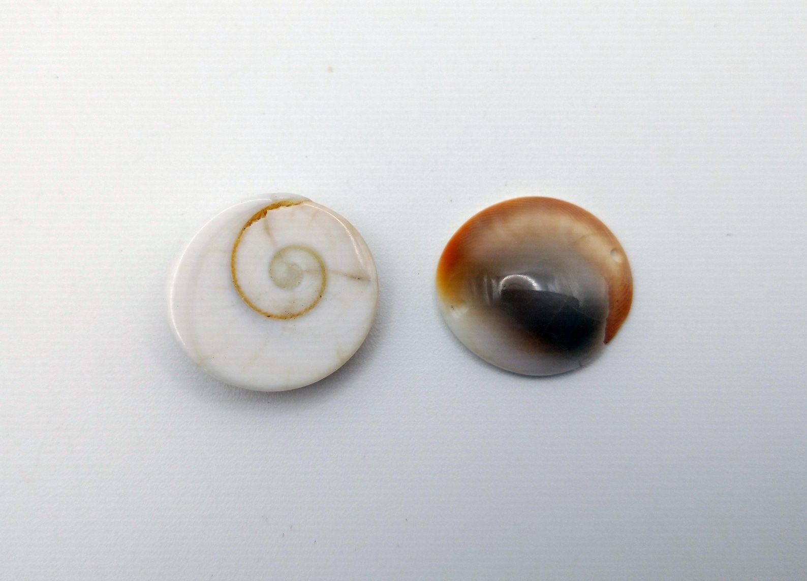 Thai Shiva Eye Charms, Shell Charms, DIY Jewelry, Natural Shells 1 Pc ...
