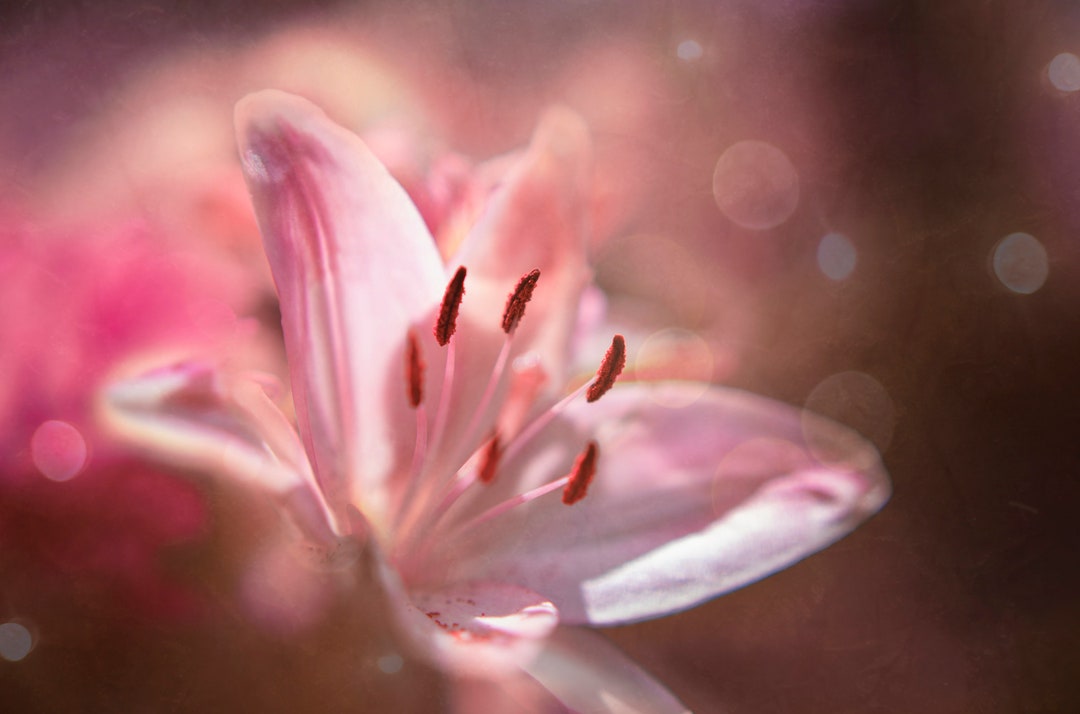 Lily Macro Photography Print - Etsy