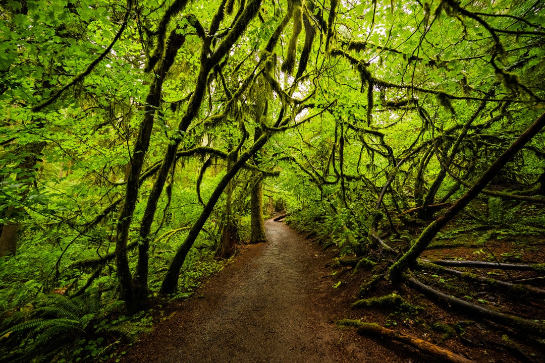 Oregon Forest Trail Print - Etsy