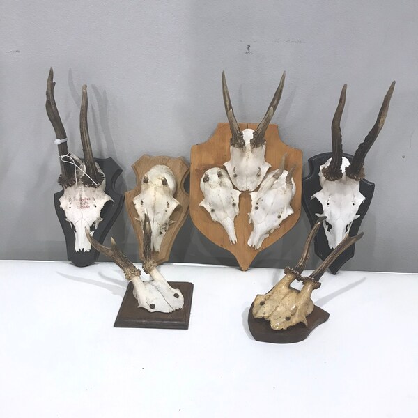 Antler Wall Rack - Etsy