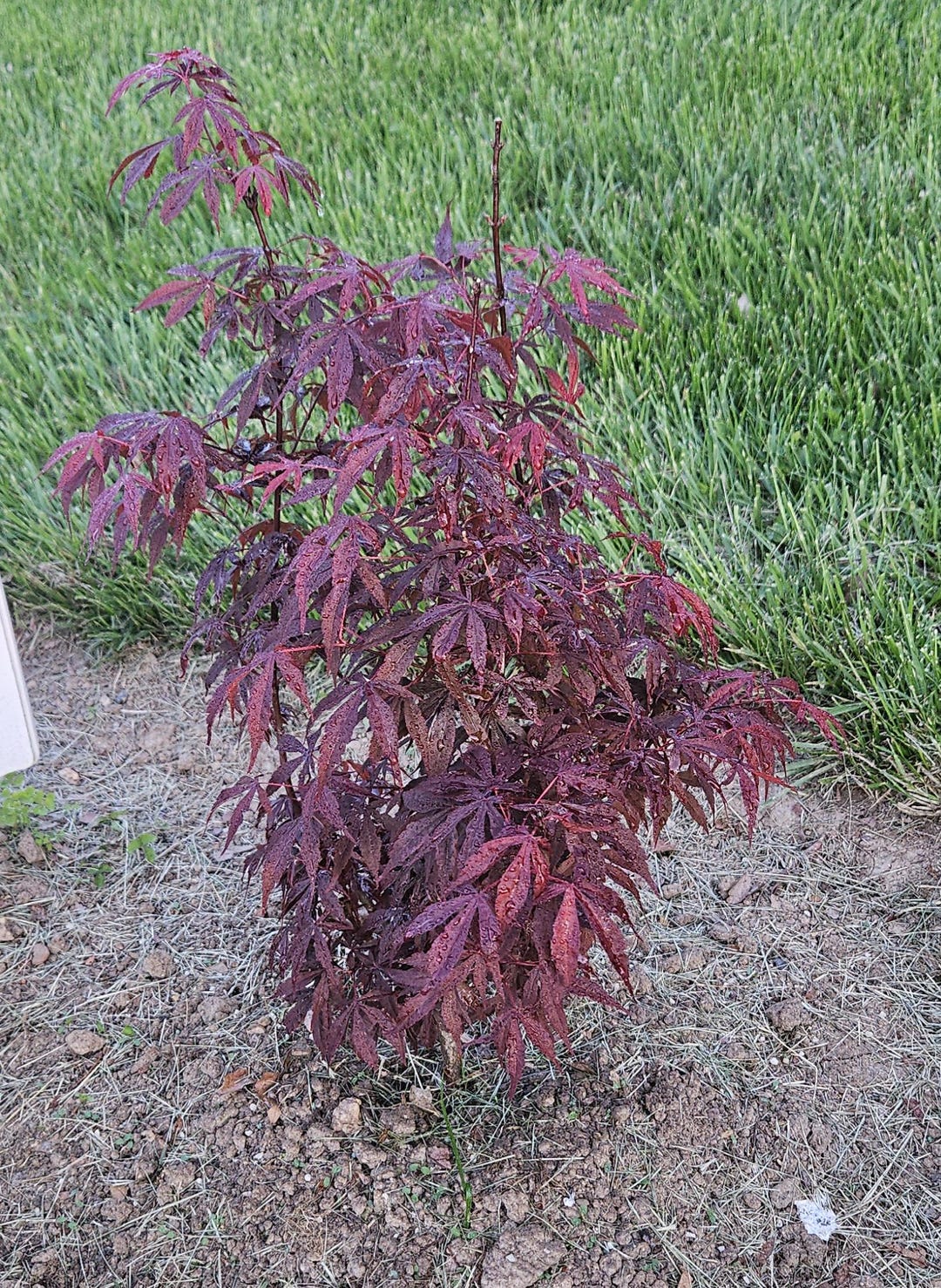 Summer Special - Acer Palmatum - Bloodgood Japanese Maple. Bare Root ...