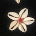 Cowrie Flower Rings - Etsy