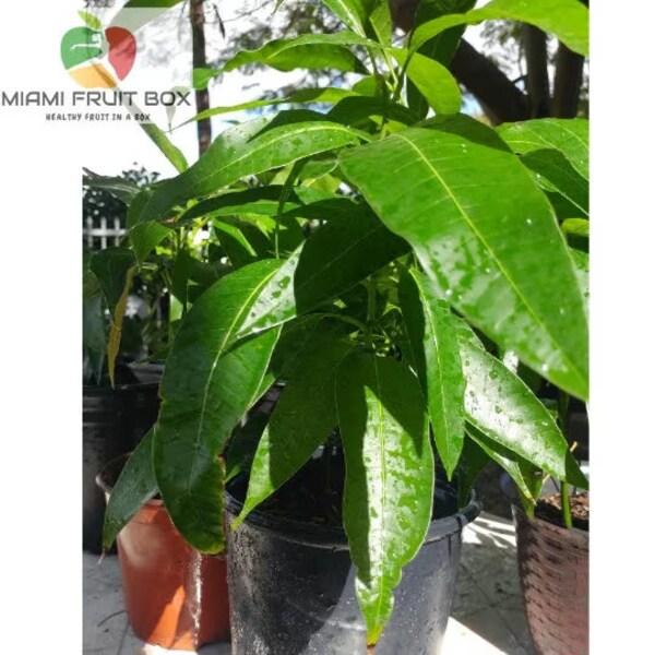 Tree Seedling - Etsy