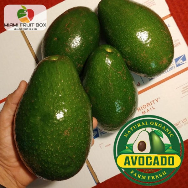 Avocado - Etsy