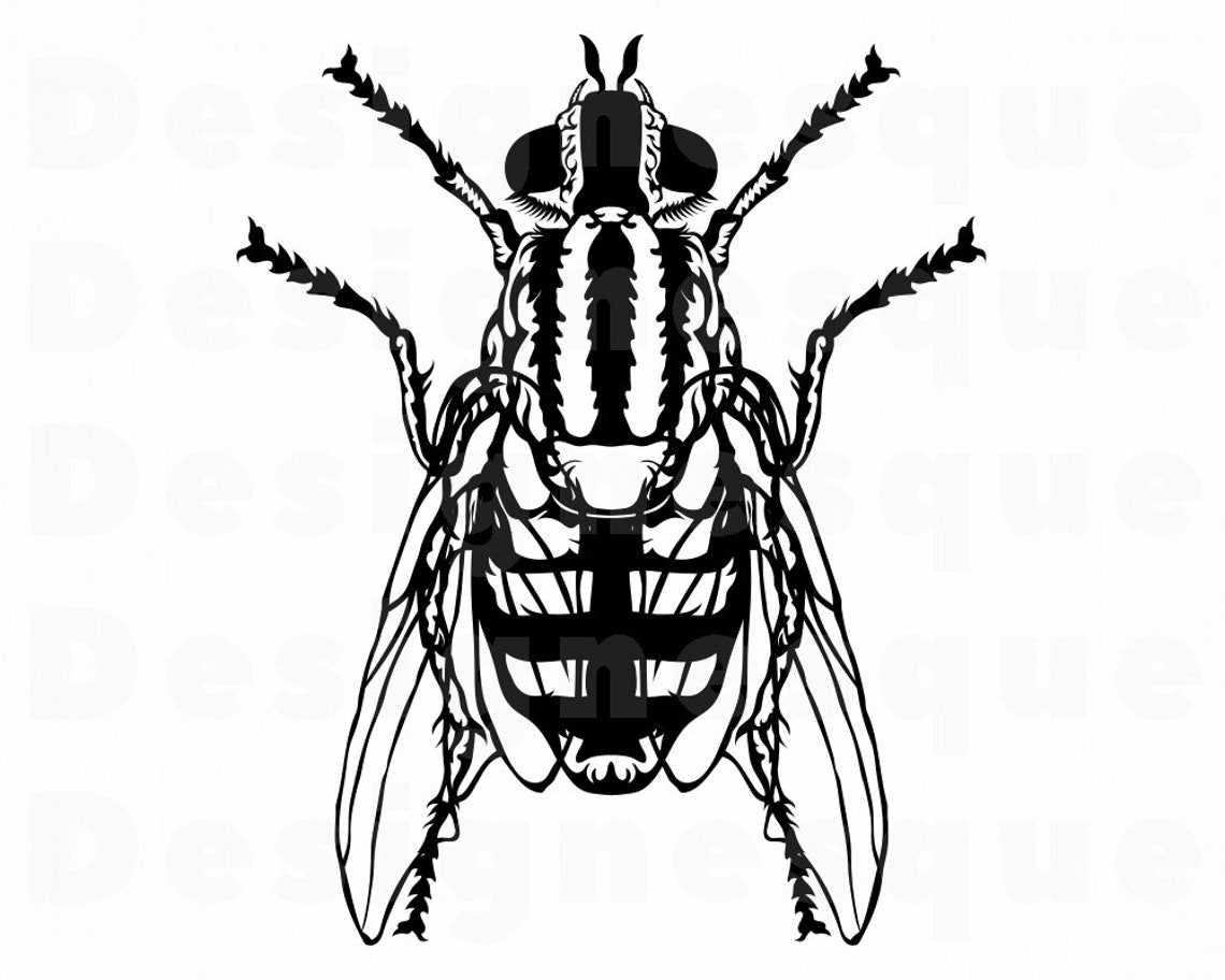 Fly 6 SVG Fly Svg Flies Svg Insect Svg Fly Clipart Fly | Etsy