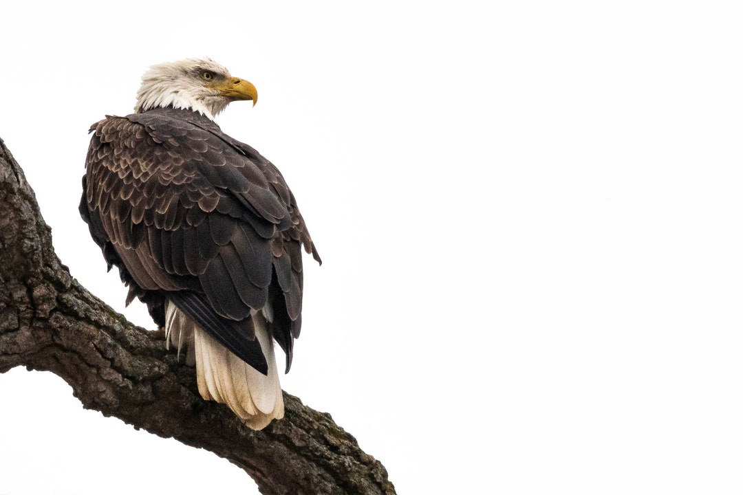 Bald Eagle Wall Art - Etsy