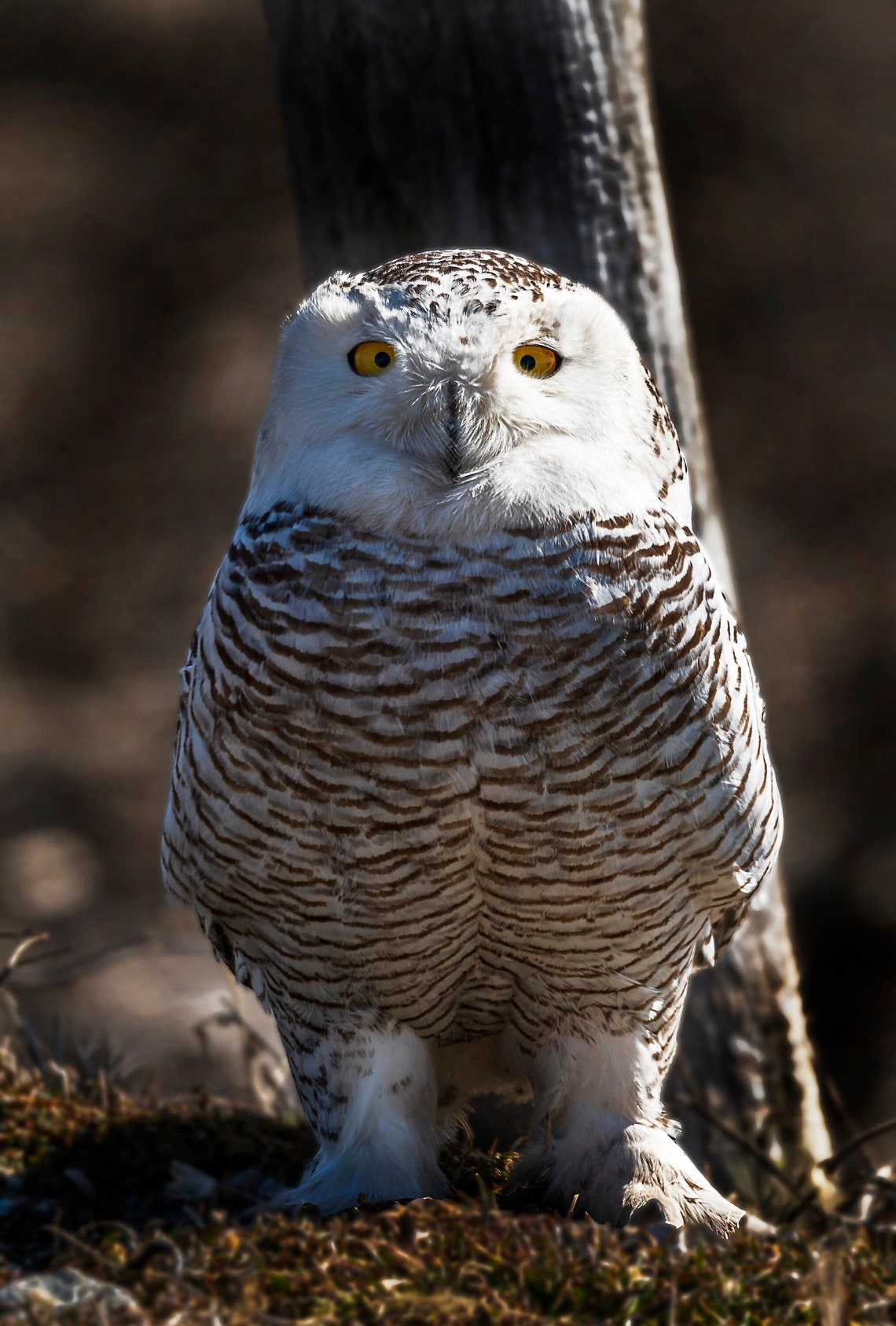 Snowy Owl Wall Art Print - Etsy