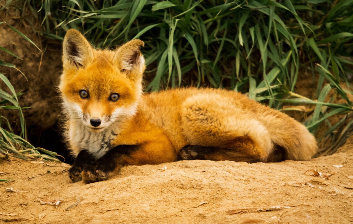 Red Fox Print - Etsy