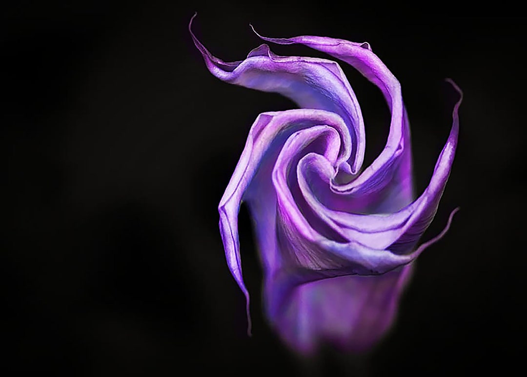 Purple Flower Wall Art Instant Download - Etsy