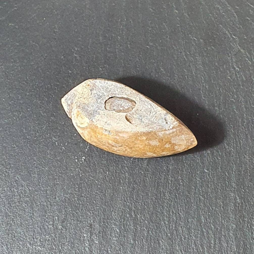 Moganite Conidae Shell Fossil Tulip Agate Druzy Shell - Etsy