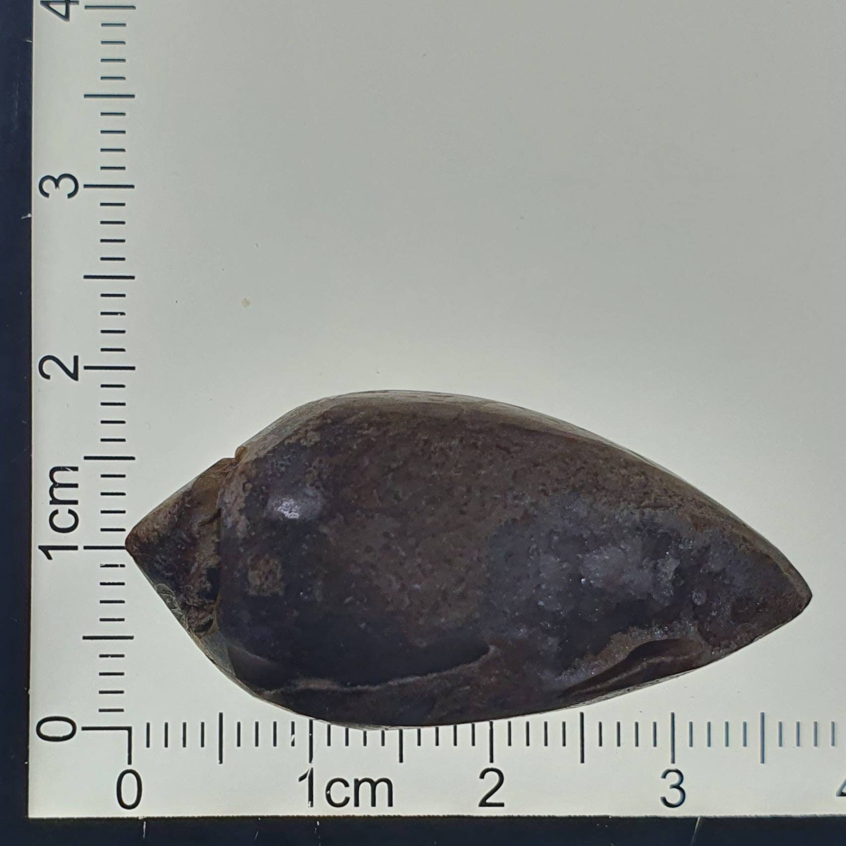 Moganite Conidae Shell Fossil Tulip Agate Druzy Shell - Etsy