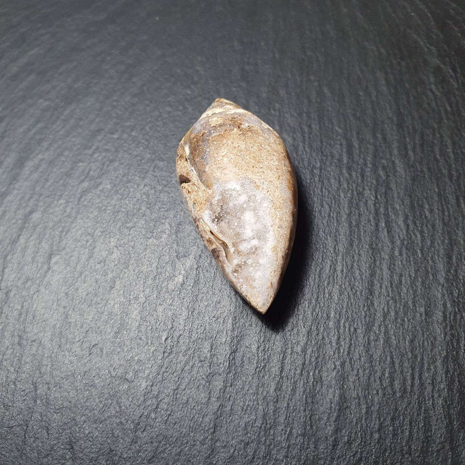 Moganite Conidae Shell Fossil Tulip Agate Druzy Shell - Etsy