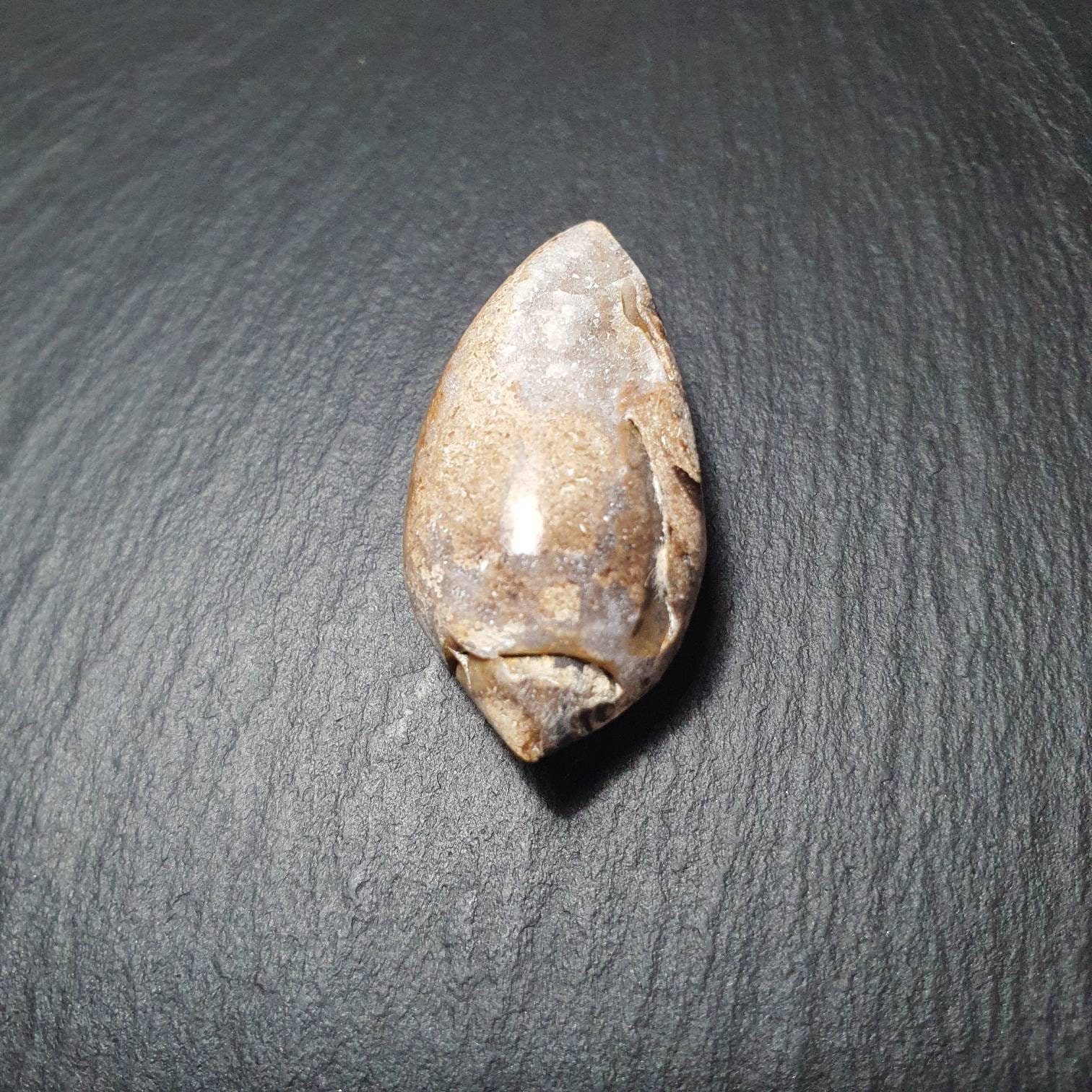 Moganite Conidae Shell Fossil Tulip Agate Druzy Shell - Etsy