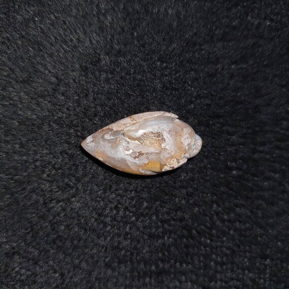 Fossil Tulip